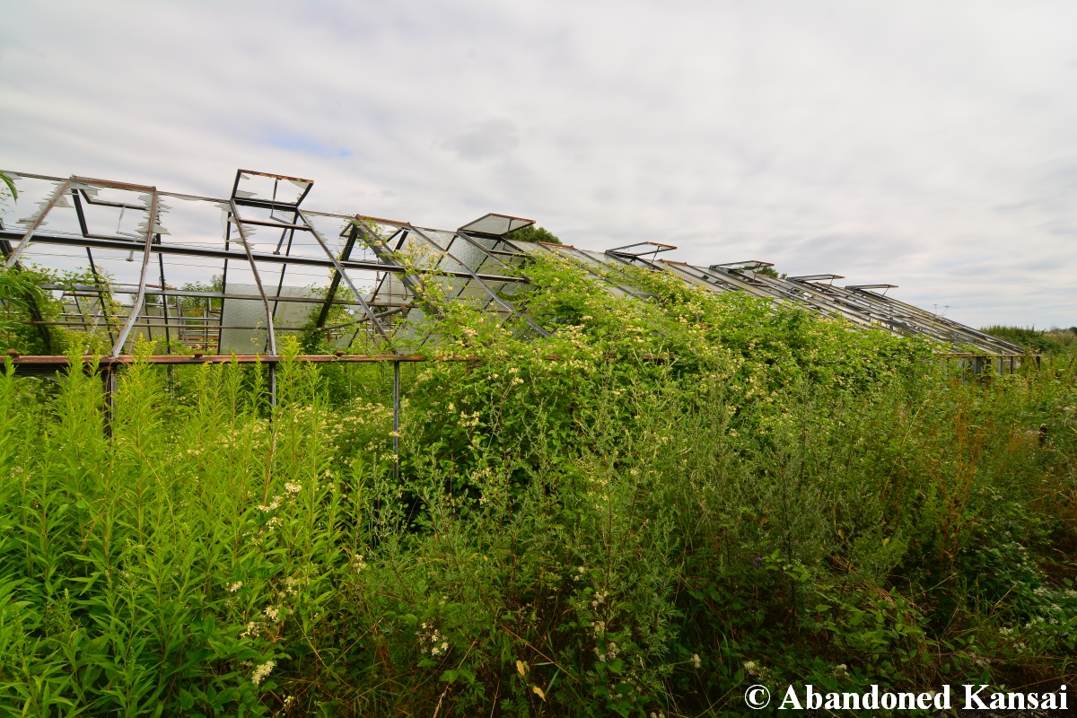 Overgrown Abandoned Greenhouse | Abandoned Kansai